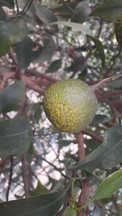 what's the disease ? Any possible treatment? | Community | Plantix