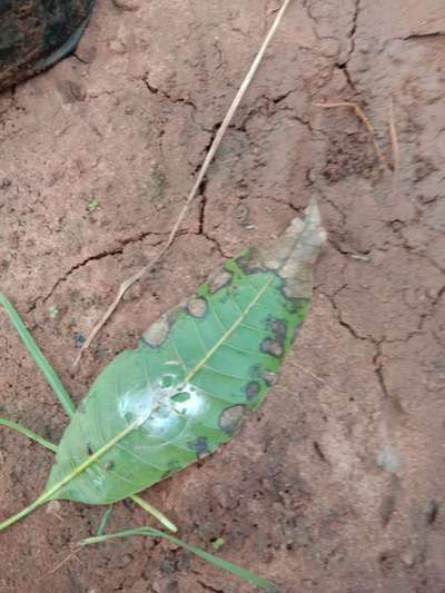 Pantaku jalaga Patti aku ralipothundhi | సంఘం | ప్లాంటిక్స్