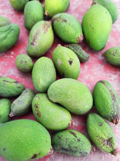 Fruits falling and leaves drying having spider webs | Community | Plantix