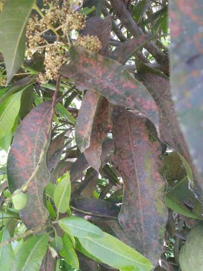 Mango tree - what's wrong with it? Please help! | Community | Plantix