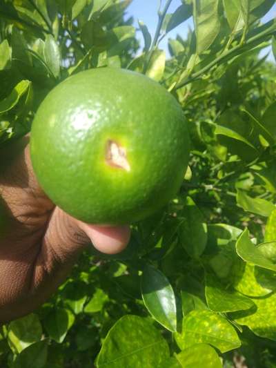 Citrus fruit are heavy cracking.. Already boron spraying & drip ...