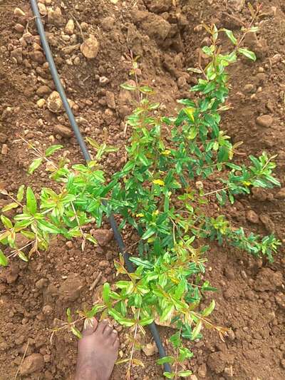 What is the problem in crop? | Community | Plantix