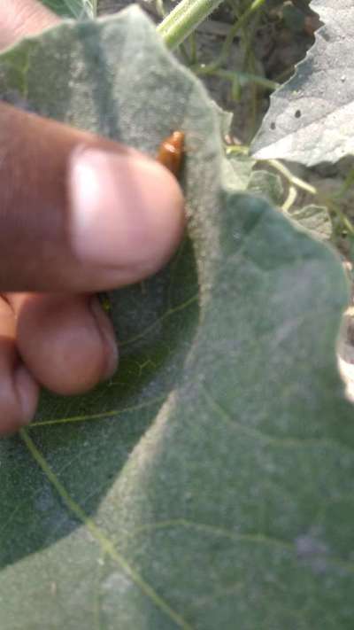 Various types of insect on the flowers fruits leafs | Community | Plantix