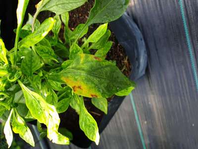 Hi. May i know what is the cause of this on chili plant. Thanks ...