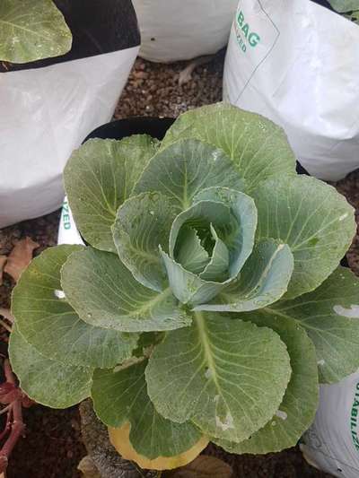 My Cabbage Leaves Are Turning Yellow And Falls Away Community Plantix