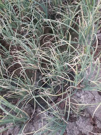 Onion crop leaves are started bending and showing yellowing symptoms ...