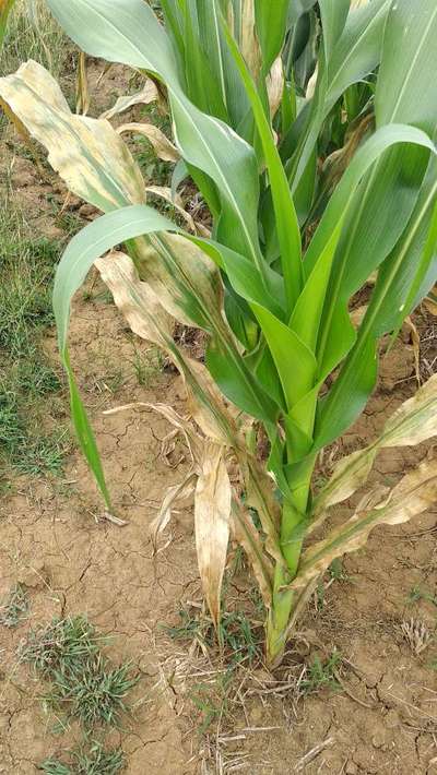 The leaves of maize crop is drying up | Community | Plantix