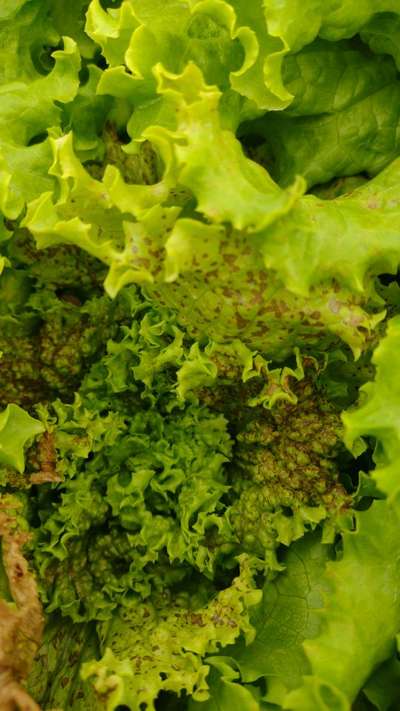 Qué es este problema Ana lechuga hidropónica | Comunidad | Plantix