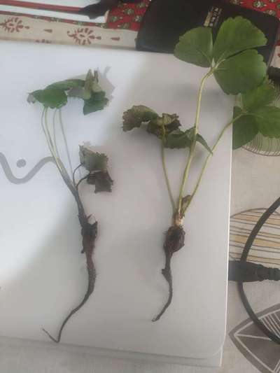 Why root is black ,weak and plànt is dying? | Community | Plantix