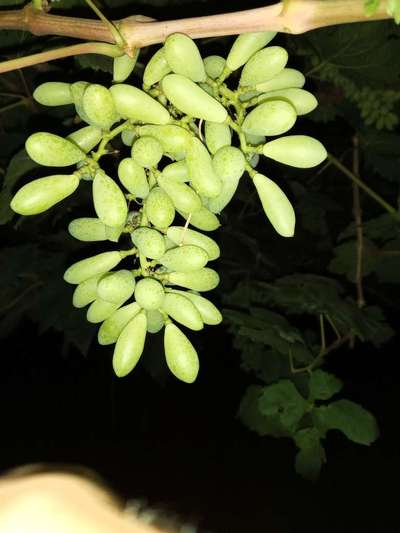 What i do for better size of berry | Community | Plantix