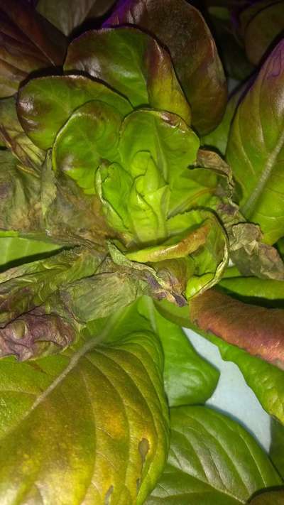 Decaying of young leaves and light yellowing on the leaf margins of ...