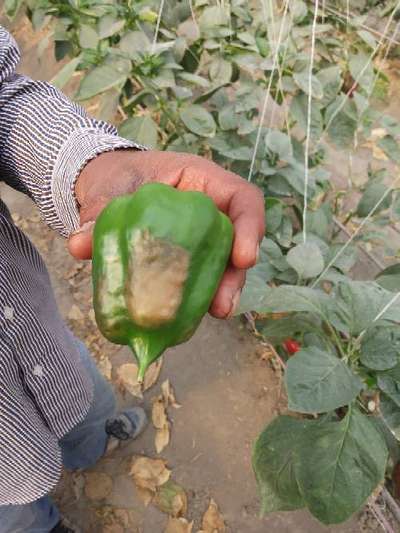 Capsicum in Polyhouse | Community | Plantix