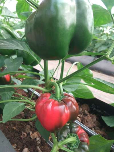 Green capsicum growing in polyhouse with cocopeath media but in this ...