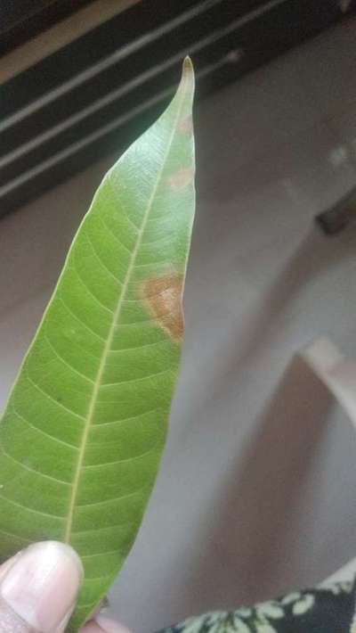 What is happening suddenly to mango planted just month ago? Suddenly ...