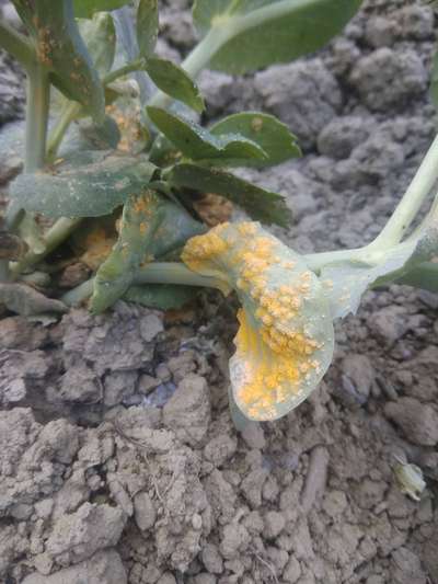 As shown in the pictures, the yellowish powdery patches are seen in the ...