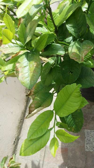 My lemon tree leaves becoming dry. Is it sun burn? Or something else ...