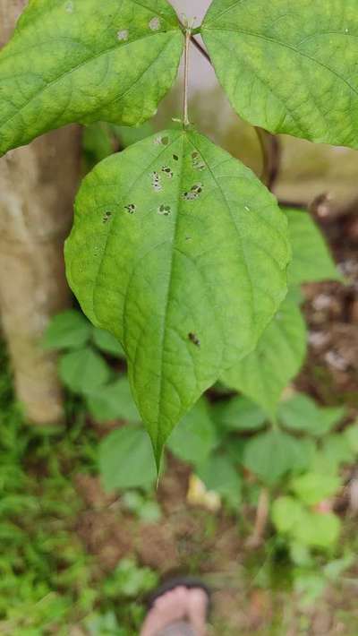 All the leaves have small pores on their surface. | Community | Plantix