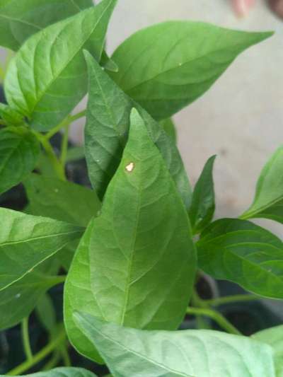 ಸರ್ ಸಸಿಯಲ್ಲೆ ಎಲೆ ಚುಕ್ಕಿ ರೋಗ ಕಂಡಿದೆ | ಸಮುದಾಯ | ಪ್ಲಾಂಟಿಕ್ಸ್