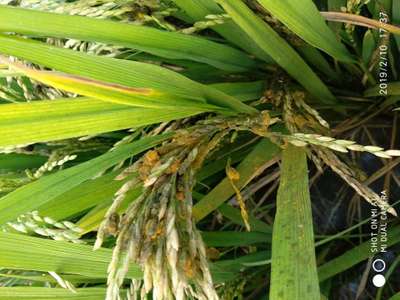 Vari polam lo e vidhamaina udhi. | సంఘం | ప్లాంటిక్స్