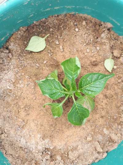 Alguém sabe me informa a razão da pimenteira está caindo as folhas ...