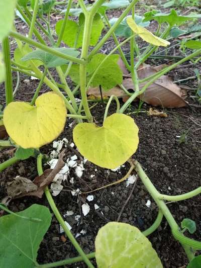 Eu quero saber qual o tipo dessa doença da do jerimum | Comunidade ...