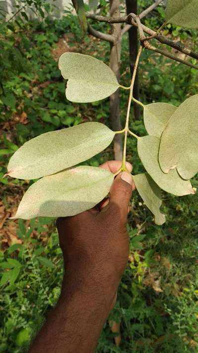 Whitening of Indian blackberry (Nerale in Kannada) leaves ...