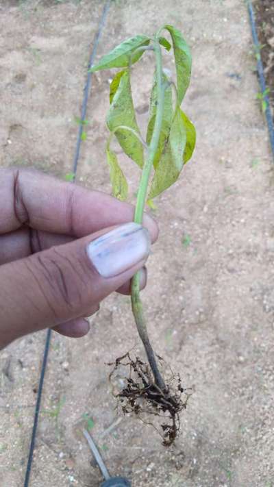 Stem of young chilli plants getting cut and stem turning black ...