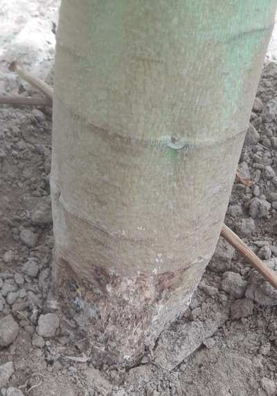 Papaya root like this and then it starts rotting. What disease is this ...