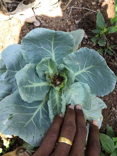 Disease, and preventive measure for this | Community | Plantix