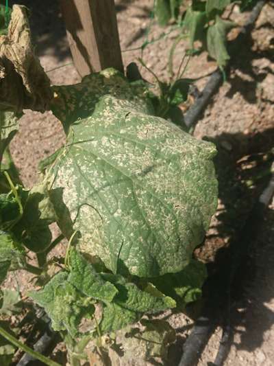 Que les pasa, son pepinos | Comunidad | Plantix