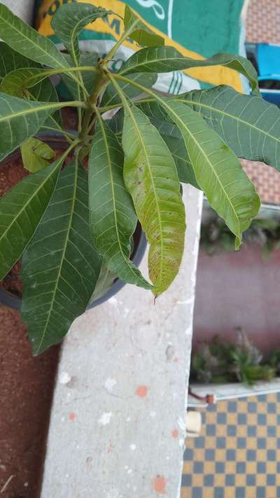 Deficiency in mango plant | Community | Plantix