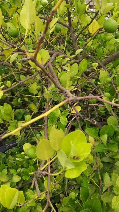 Tree is drying up and leaves are withering after turning to yellow ...
