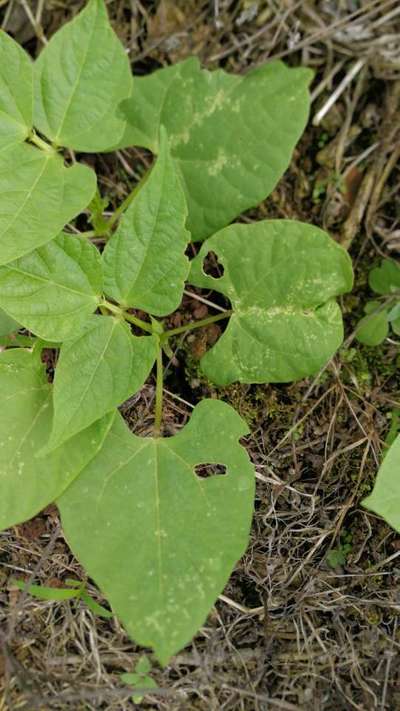 What disease is this? It a red bean plant. | Community | Plantix