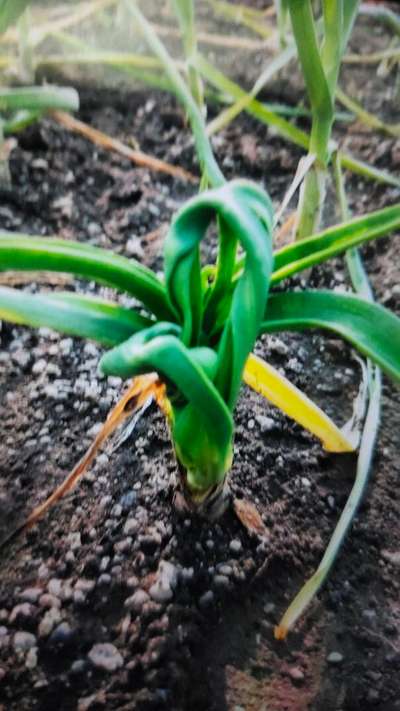 it's garlic related deases | Community | Plantix