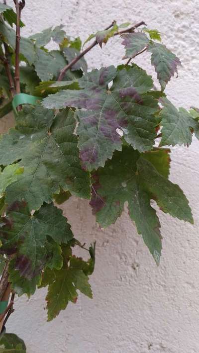 Que puede tener mi Parra? | Comunidad | Plantix