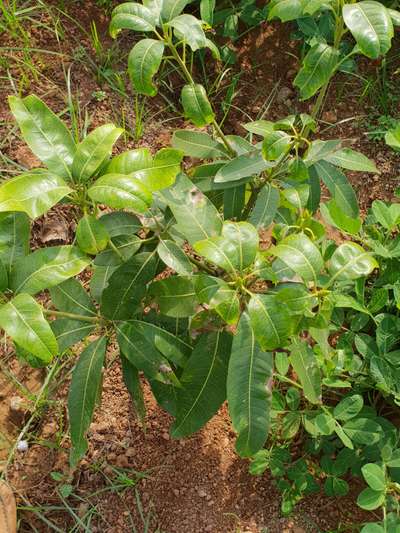 Leaves wilting in mango plants. Please suggest | Community | Plantix