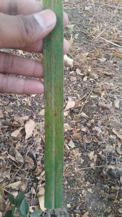 Sugarcane rust हटवण्यासाठी उपाय काय | कृषी समुदाय | प्लँटिक्स