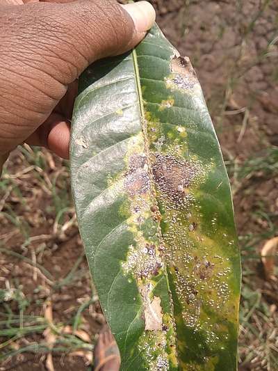 Which pest attack occure on mango leaves? | Community | Plantix