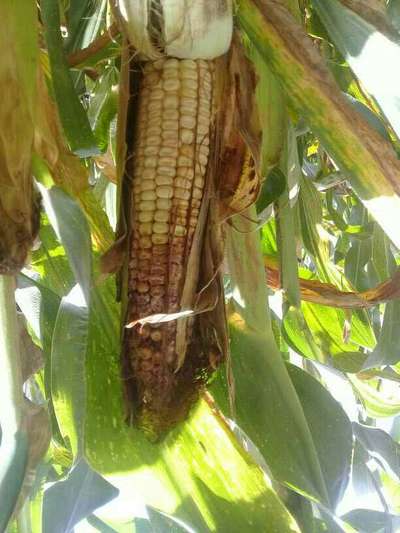 What could be wrong with the maize cob...roting starts from the tip of ...