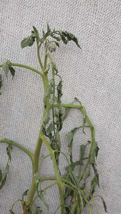 Why Is My Tomato Plant Dying It Is Well Irrigated And No Sign Of Fungalpest Attack Not Even