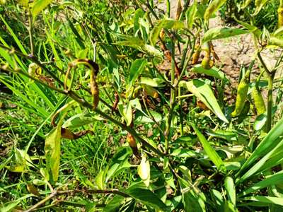 This disease for chilli crop was effecting badly | Community | Plantix