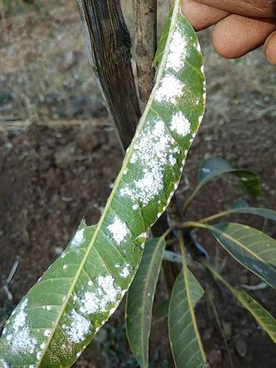 Which pest is attacked mango leaf. | Community | Plantix