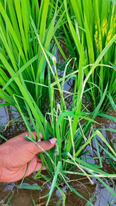 Hi Our paddy crop as effected with leaf folder disease and the crop is ...