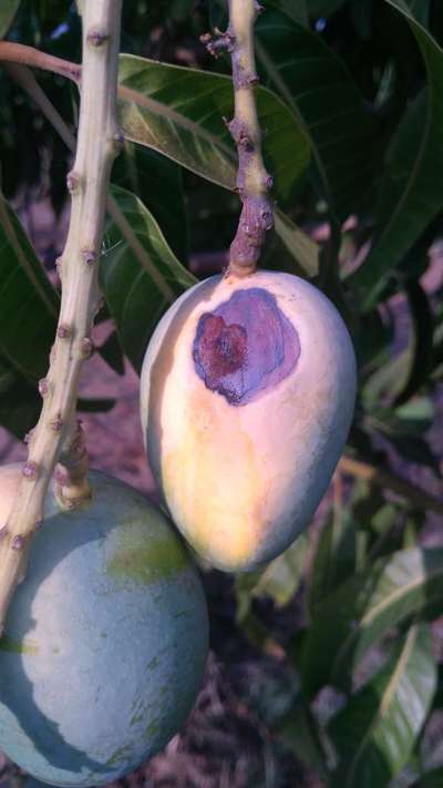 Mango garden affected by fruit fly? | Community | Plantix