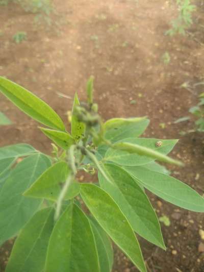 kandi letha aakula paina penu undi | సంఘం | ప్లాంటిక్స్