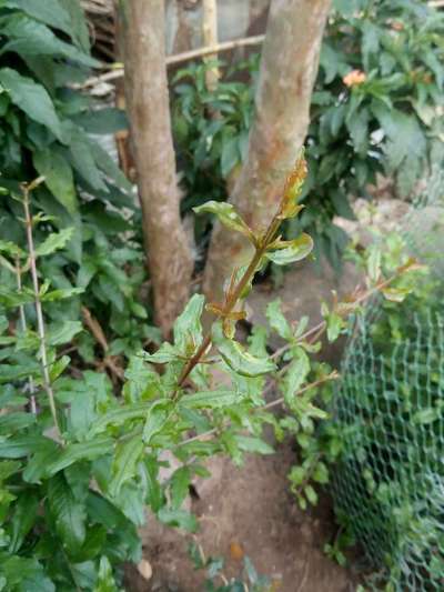 Symptoms -Leaf is bend bend, interlinking flowers | Community | Plantix