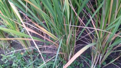 what is defects?? and how to cure | Community | Plantix