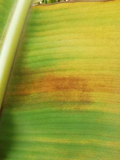 Which nutrient deficiency is this in banana crop | Community | Plantix