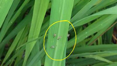 Plant hoppers in rice plants. | Community | Plantix