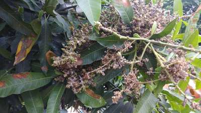 What is this disease and treatment to cure this disease? | Community ...